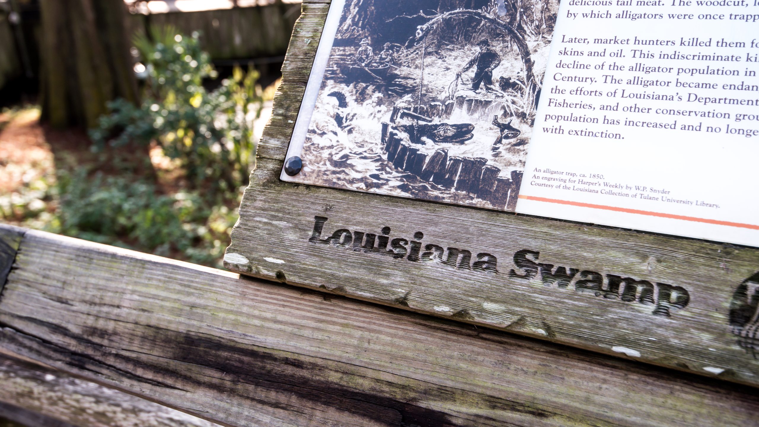 Audubon Swamp Exhibit - Spartan Building Corporation